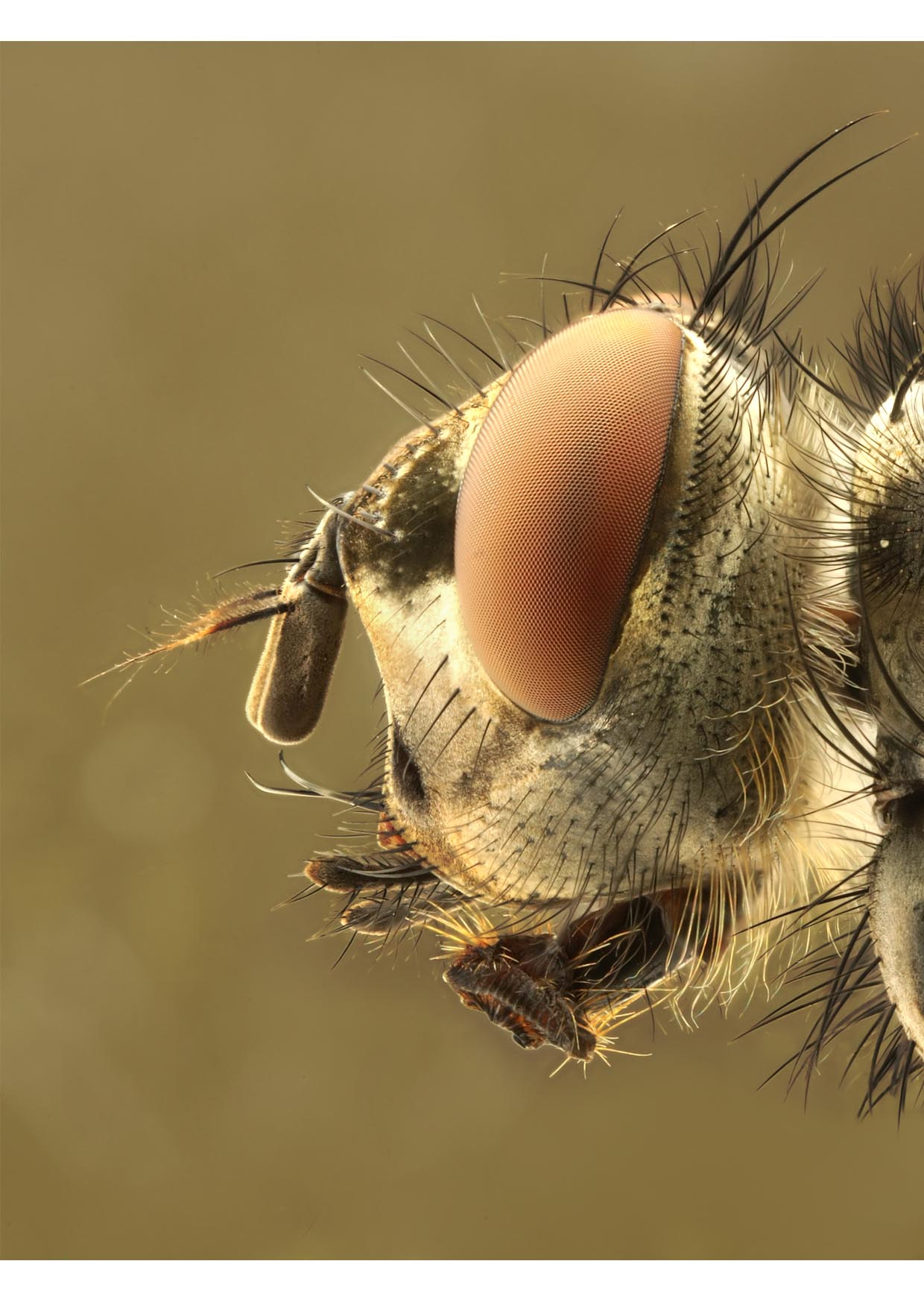 Photo tête de mouche - Gratuit à Imprimer - Img 12836