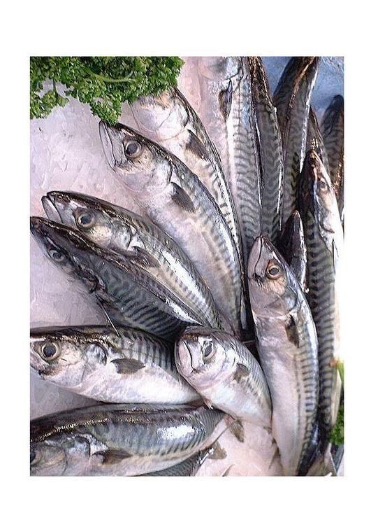 Photo poisson - maquereau - Photos Gratuites à Imprimer - Photo 8040